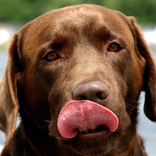 Razones por las que el chocolate es malo para los perros | My Happy Pet